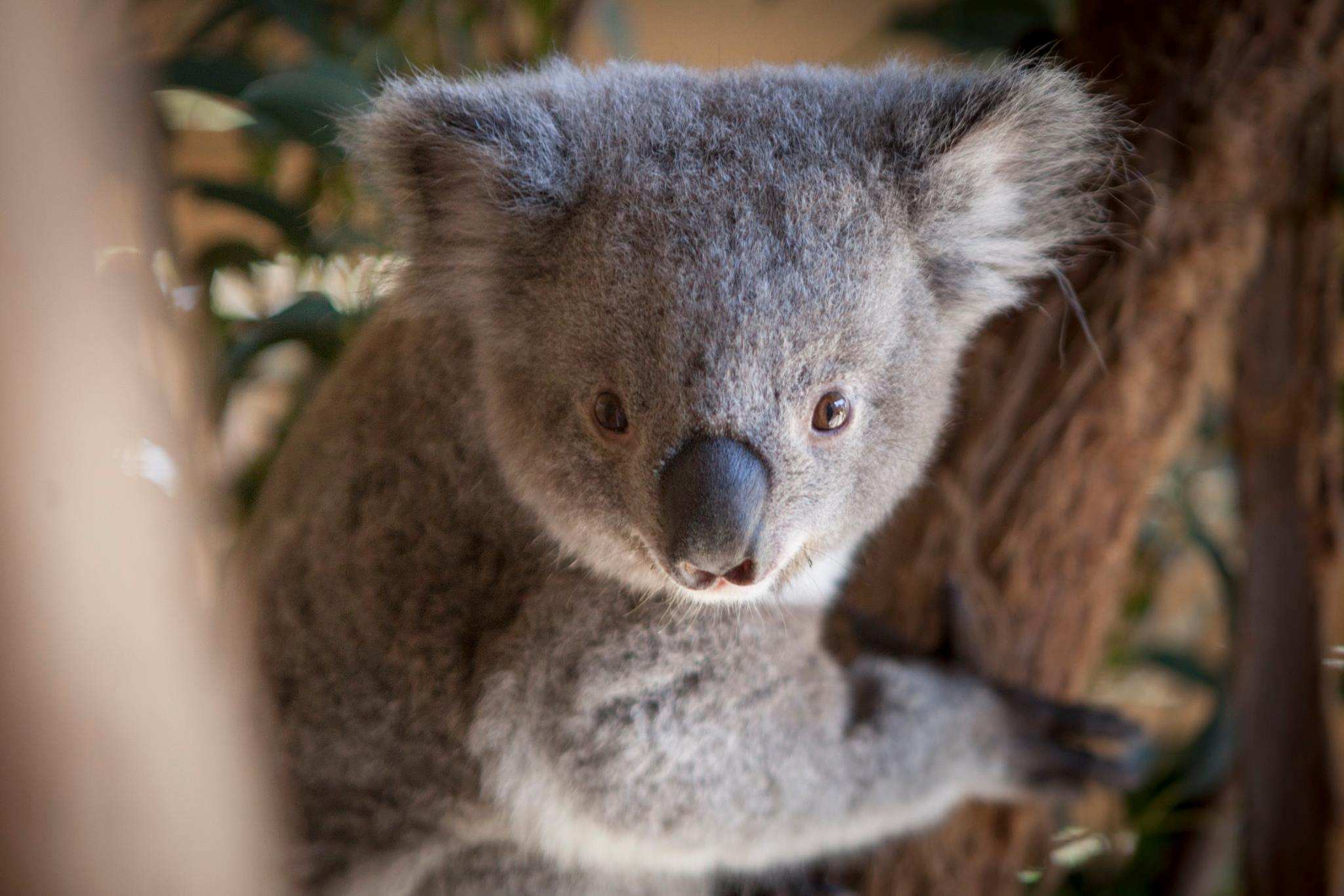 Koala joey and butterfly get to know one another during Symbio Wildlife ...