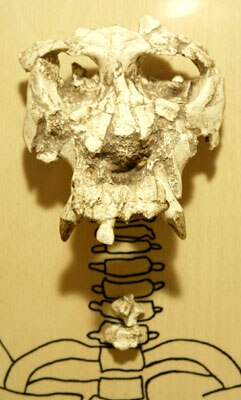 Fossil ape may be ancestor of all apes - ABC News