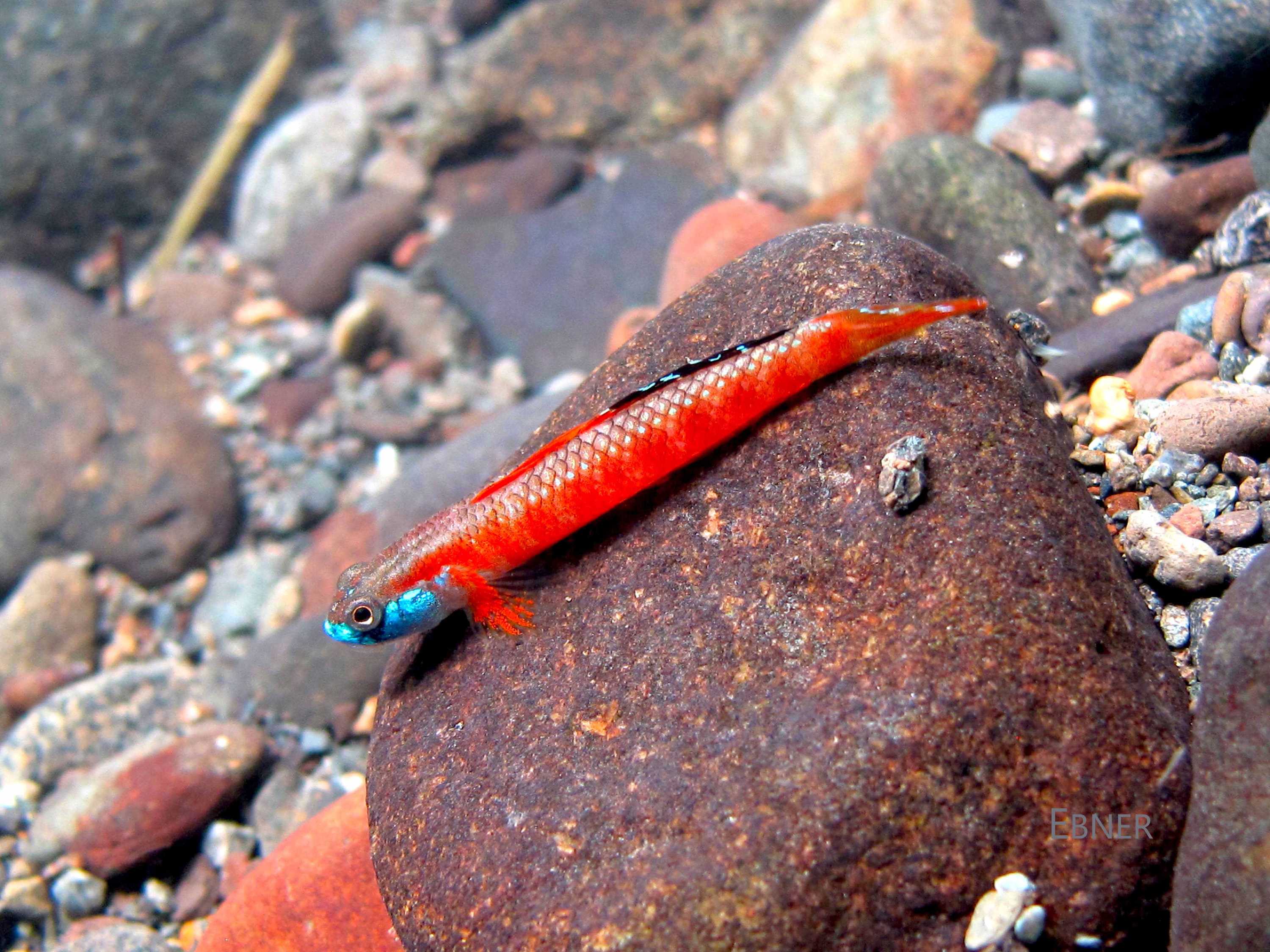 Three species of goby fish now listed as vulnerable, Queensland ...