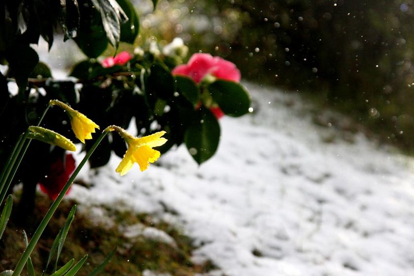BOM forecasts heavy snow in Tasmania as spring cold front approaches ...