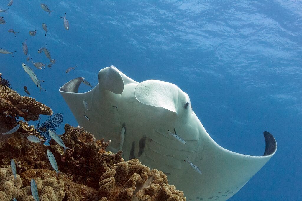 Queensland-based manta ray research team takes studies interstate to ...