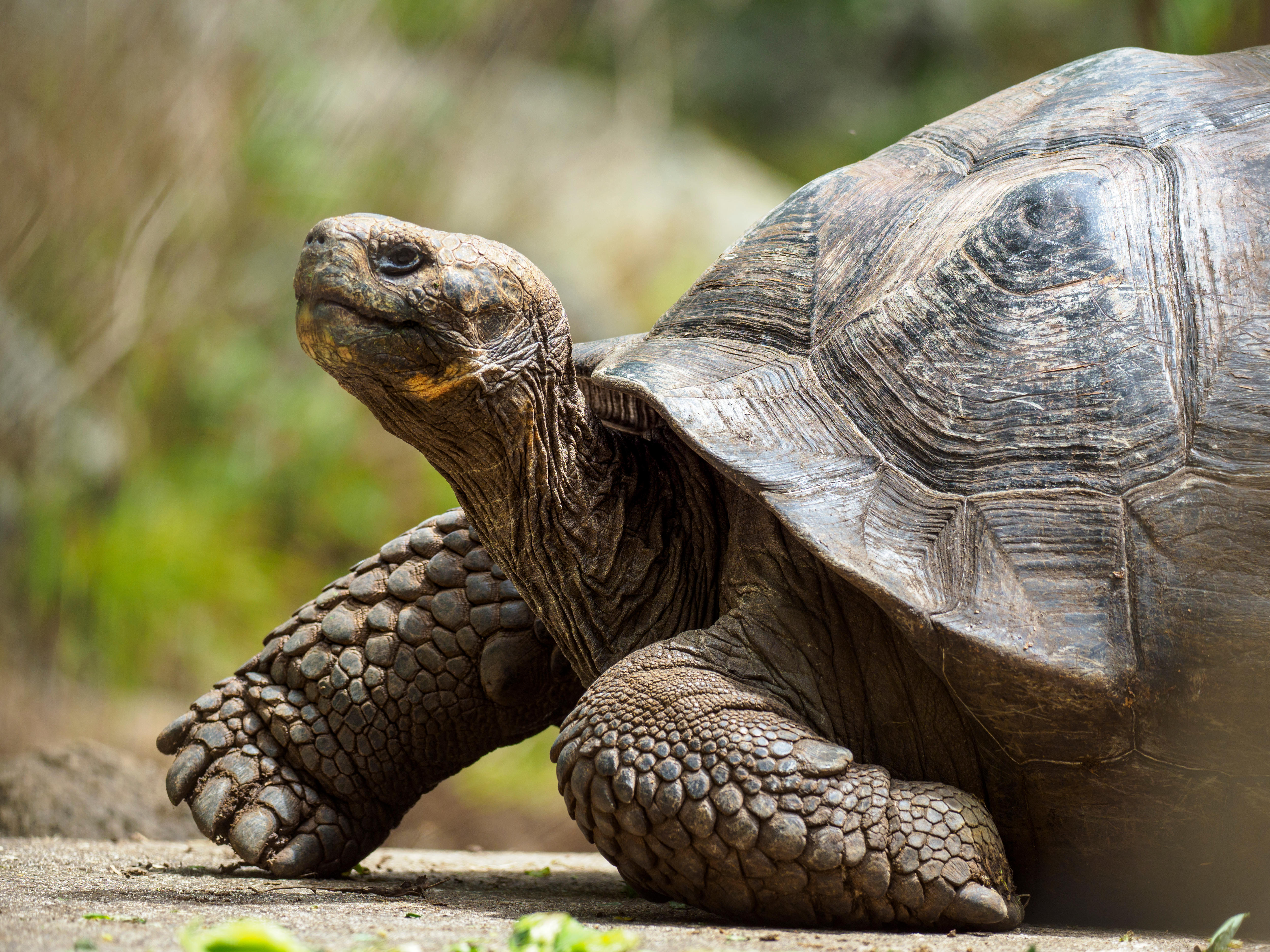 Tortoises become first time parents after almost 100 years - ABC listen