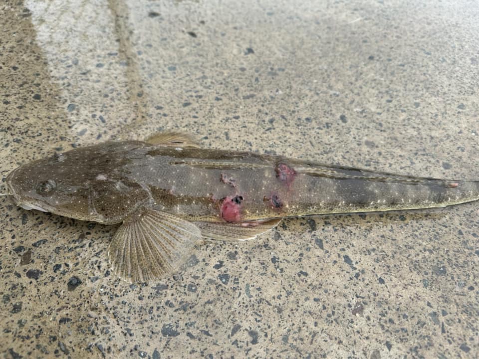 Scientists warn that raw necrotic wounds on living fish are a symptom ...