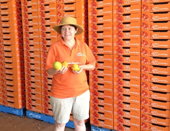 Prices remain high as more Katherine mangoes hit the market - ABC News