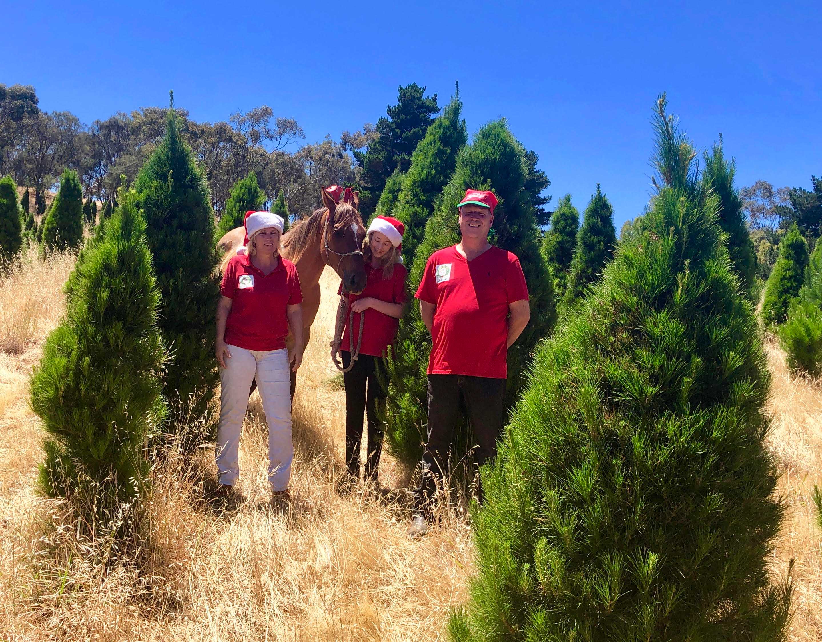 Christmas tree farmers hang on to their roots, grow back stronger after ...