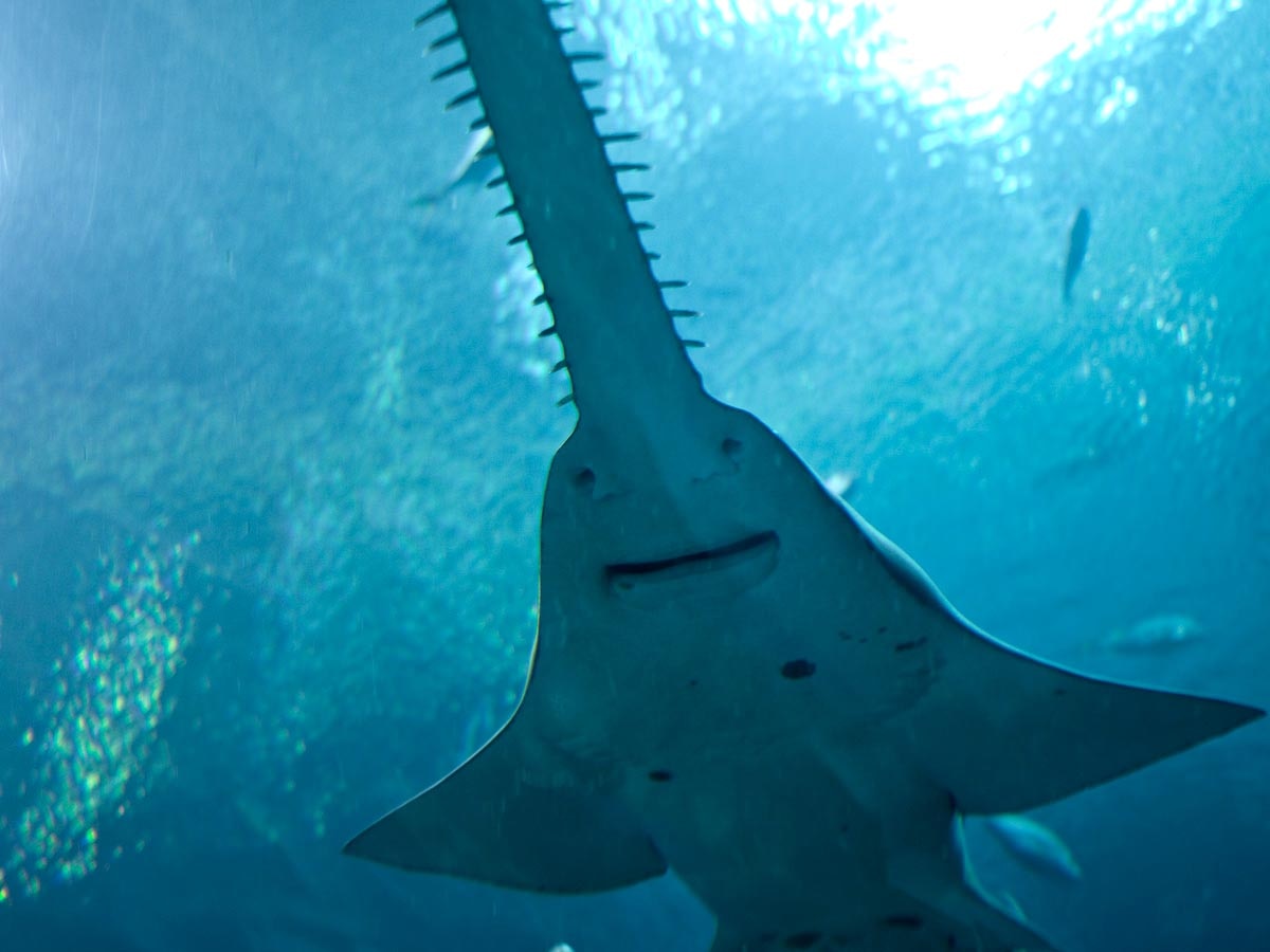 When sawfish go wild: Released aquarium animals learn to swim with ...