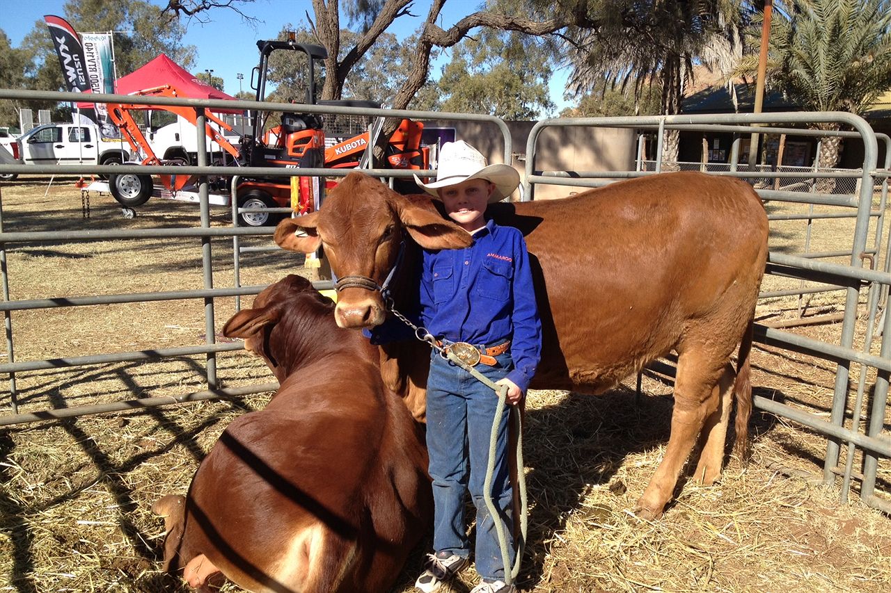 Outback station boy wins a cow - ABC News