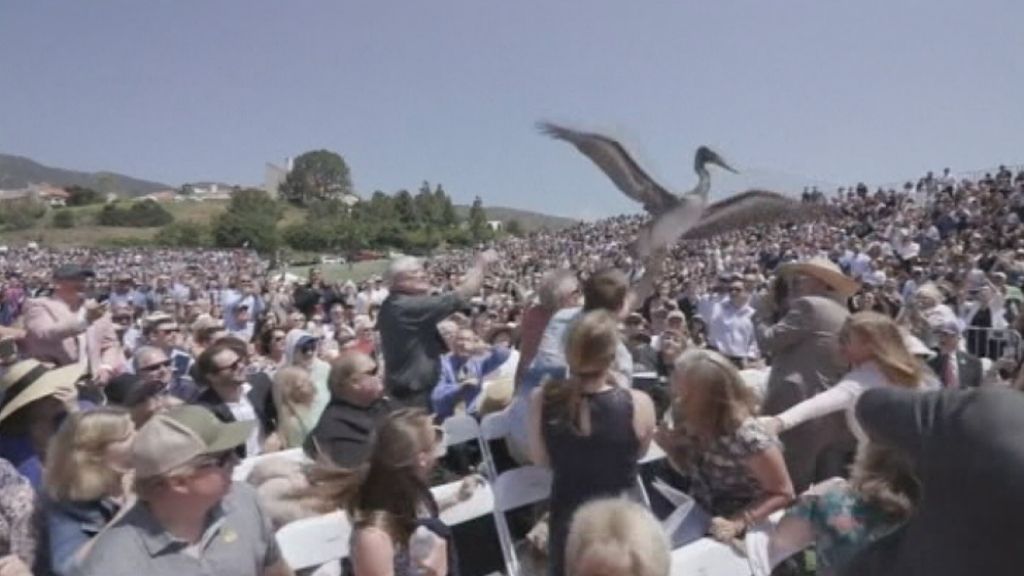 Feisty pelicans crash university graduation ceremony in California ...