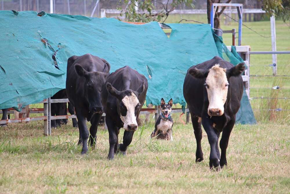 Working dog trials return to Nabiac Show after seven year absence - ABC ...