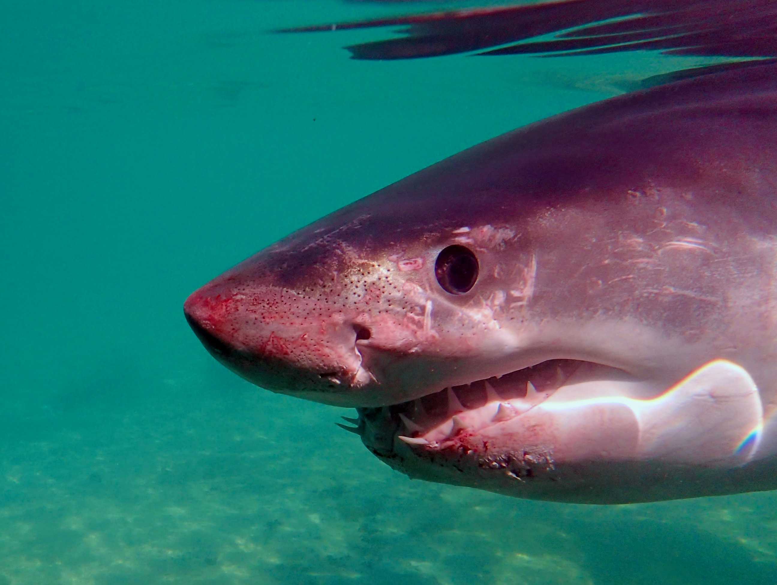 UWA researchers say absence of sharks changes size of fish eyes and ...