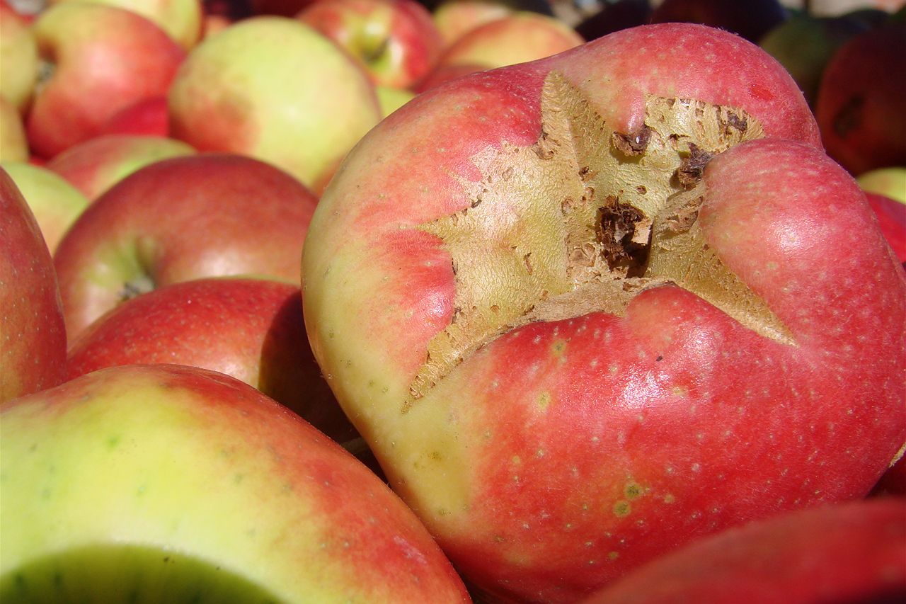 Apple growers squeezed by drop in prices for juice fruit - ABC News