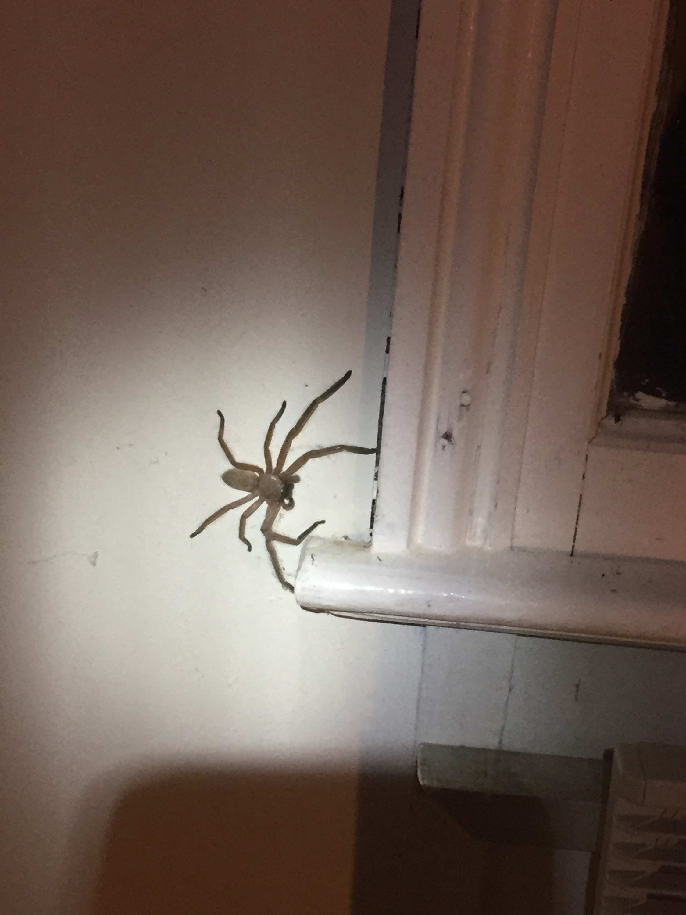 New study reveals hidden insects in our homes - ABC Melbourne