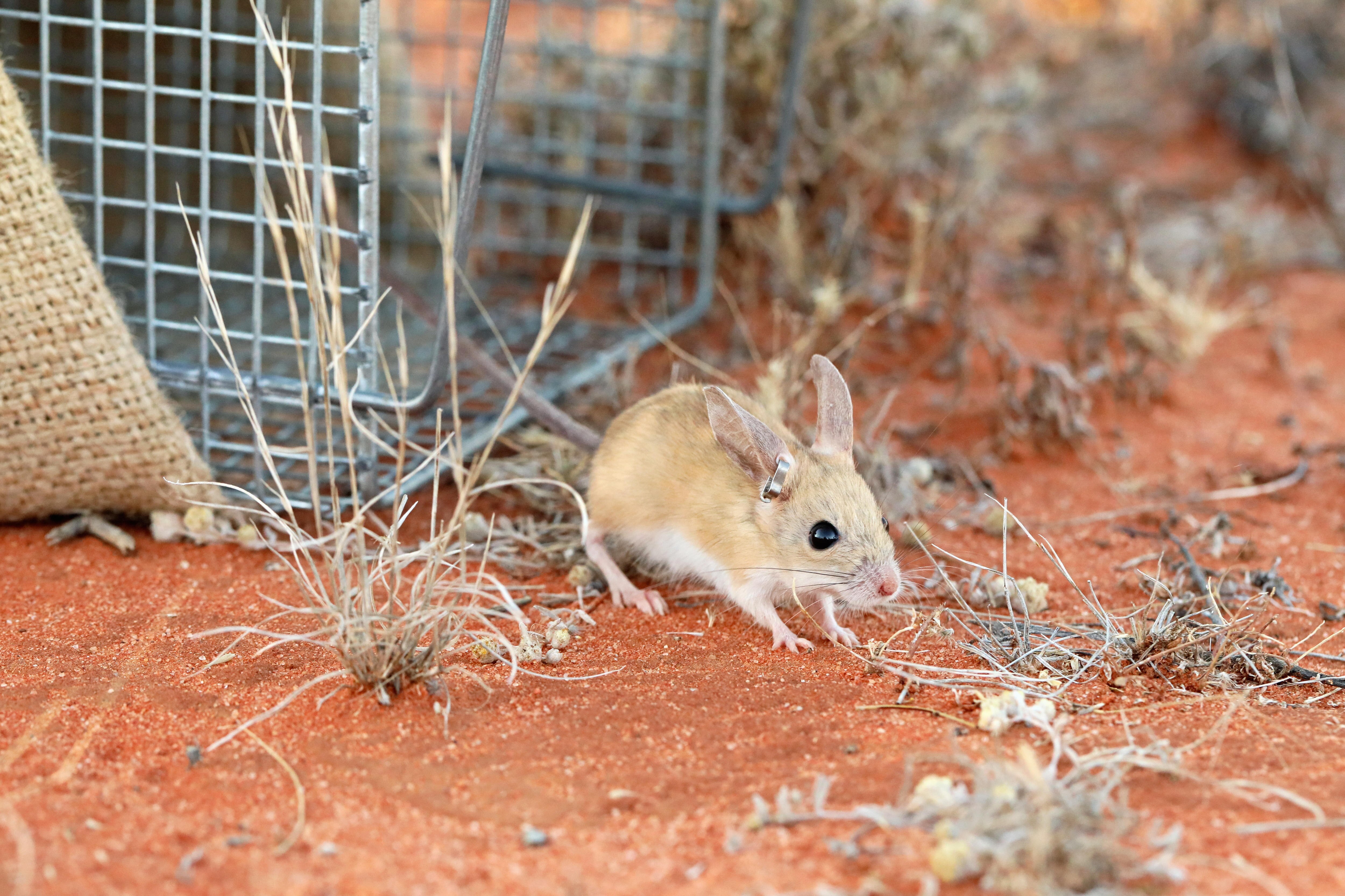 Scientists successfully reintroduce locally extinct mammals to safe ...