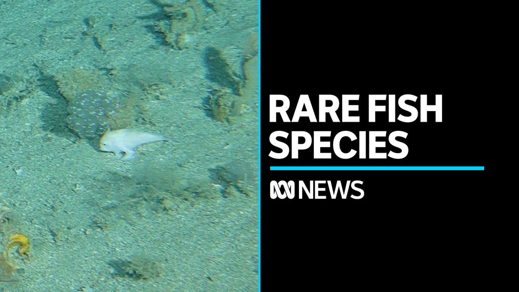 Marine researchers spot rare fish not seen for 25 years - ABC News