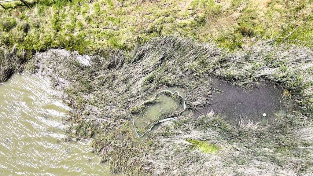 Bringing the Yarra pygmy perch back to the Murray River - ABC News