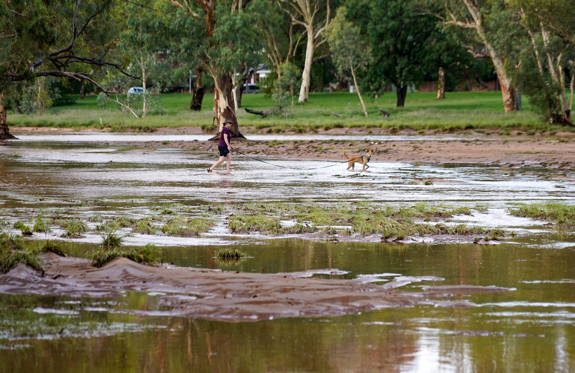 Alice Springs' usually dry Todd River flowing strong thanks to rain ...