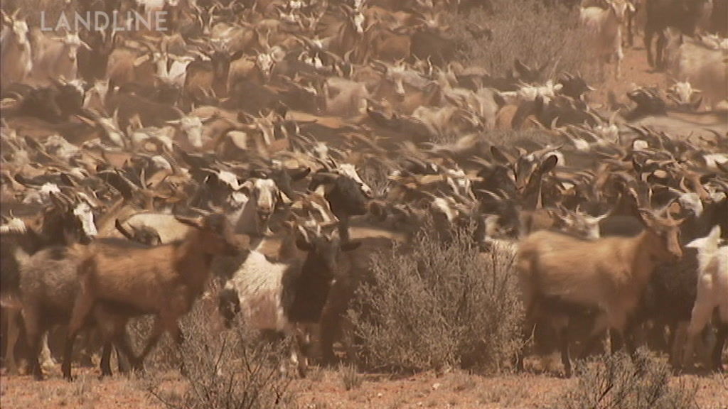 The lucrative business of mustering feral goats - ABC News