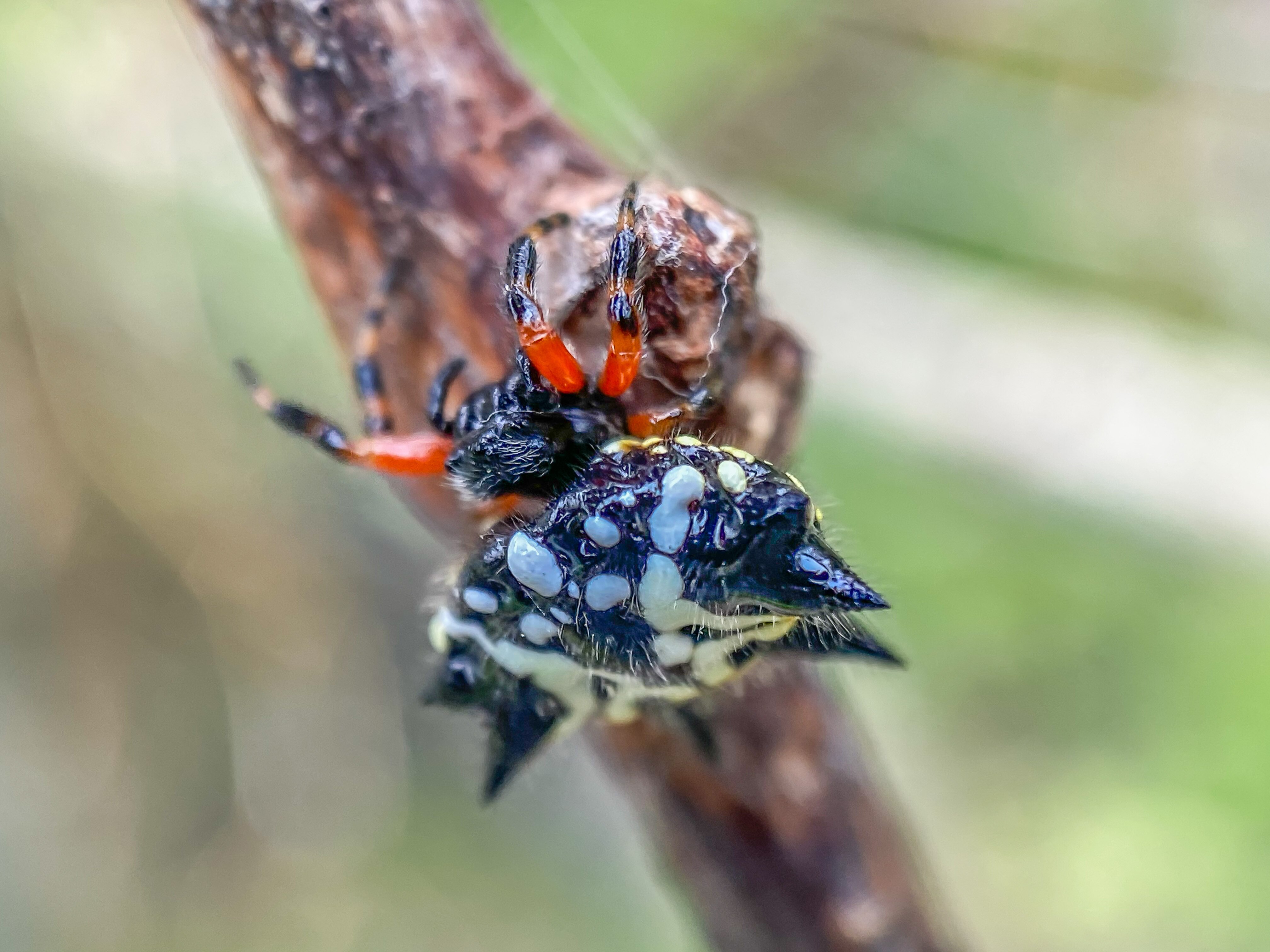 Christmas spiders on the hunt for mates as summer heats up in Western ...