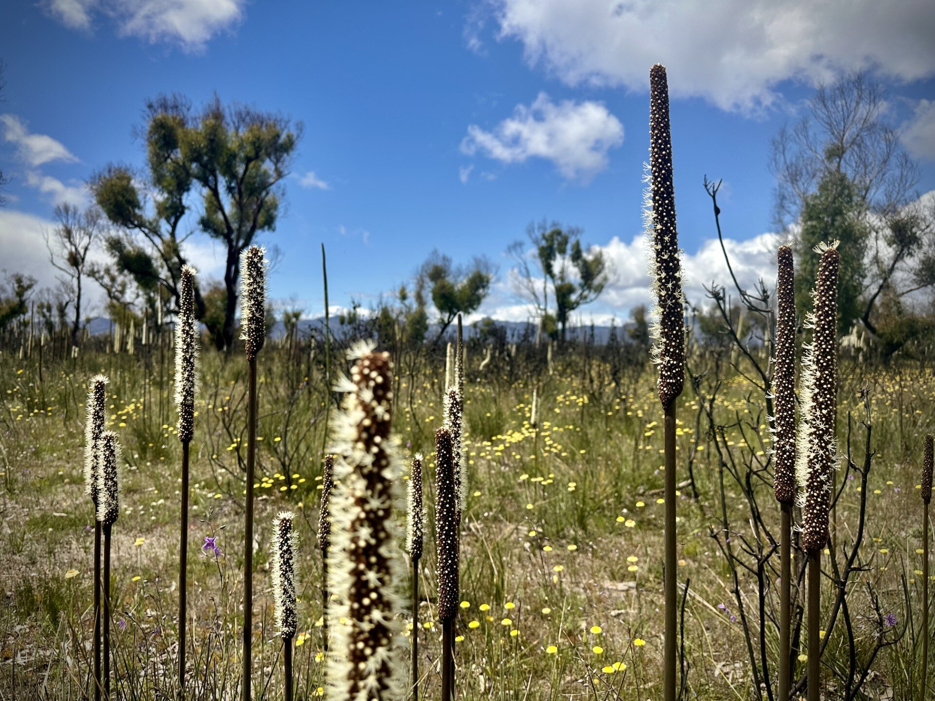 Green shoots bring hope after bushfires in the Grampians (Gariwerd ...