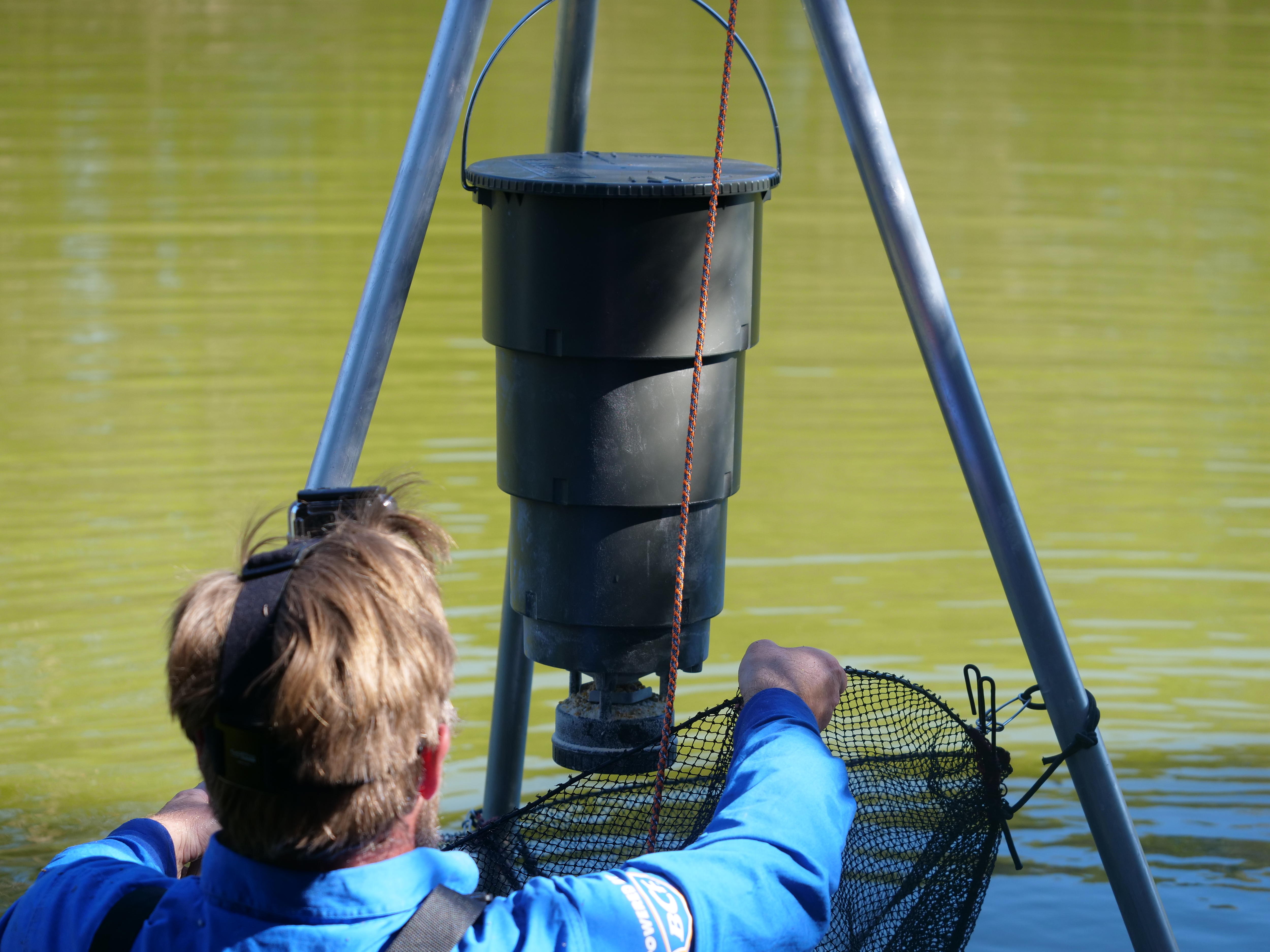 Ozfish volunteers trap dumped pet goldfish from Vasse River amid ...