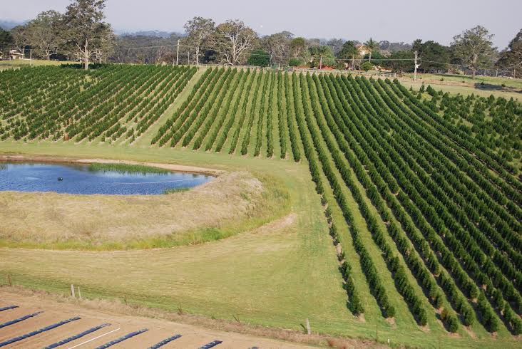 Business booms for Sydney Christmas tree farms as demand grows for ...