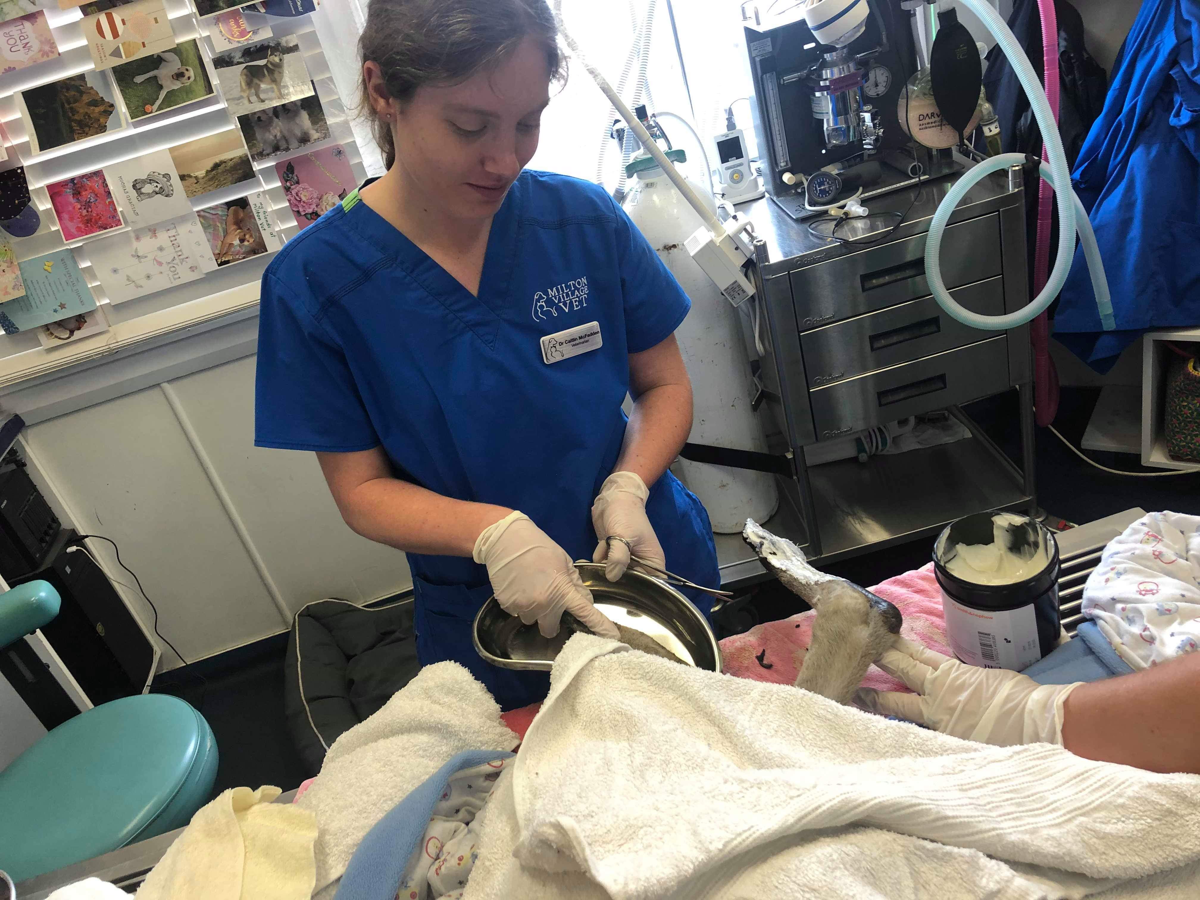 Wildlife vets refect on 'heartbreaking, confronting, rewarding' career ...