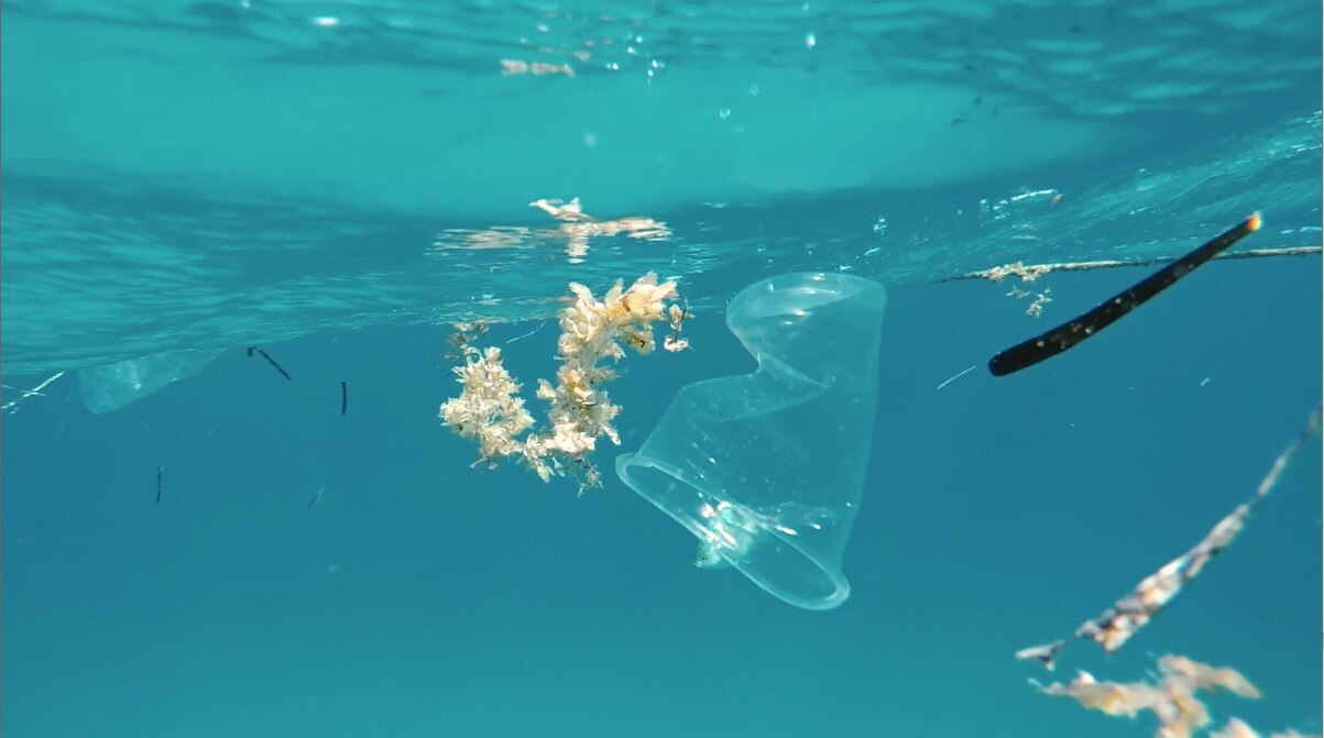 Harmful bacteria could be the key to breaking down plastic waste faster ...