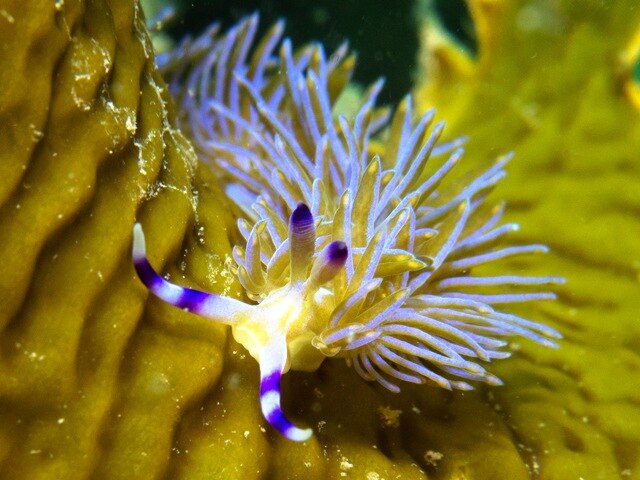 Colourful and poisonous sea slug census - ABC News