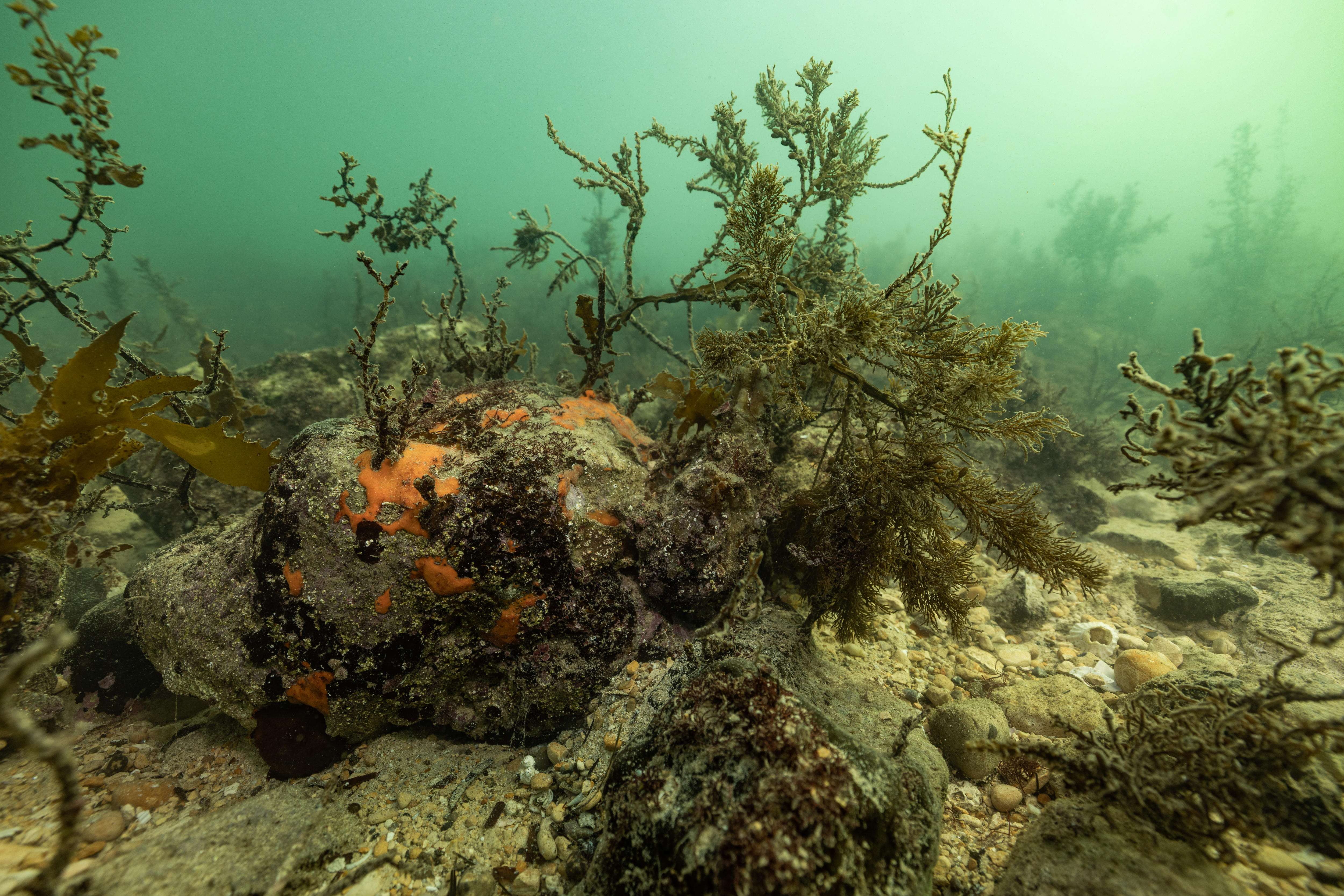 What impact is SA's algae bloom having on marine life? - ABC News