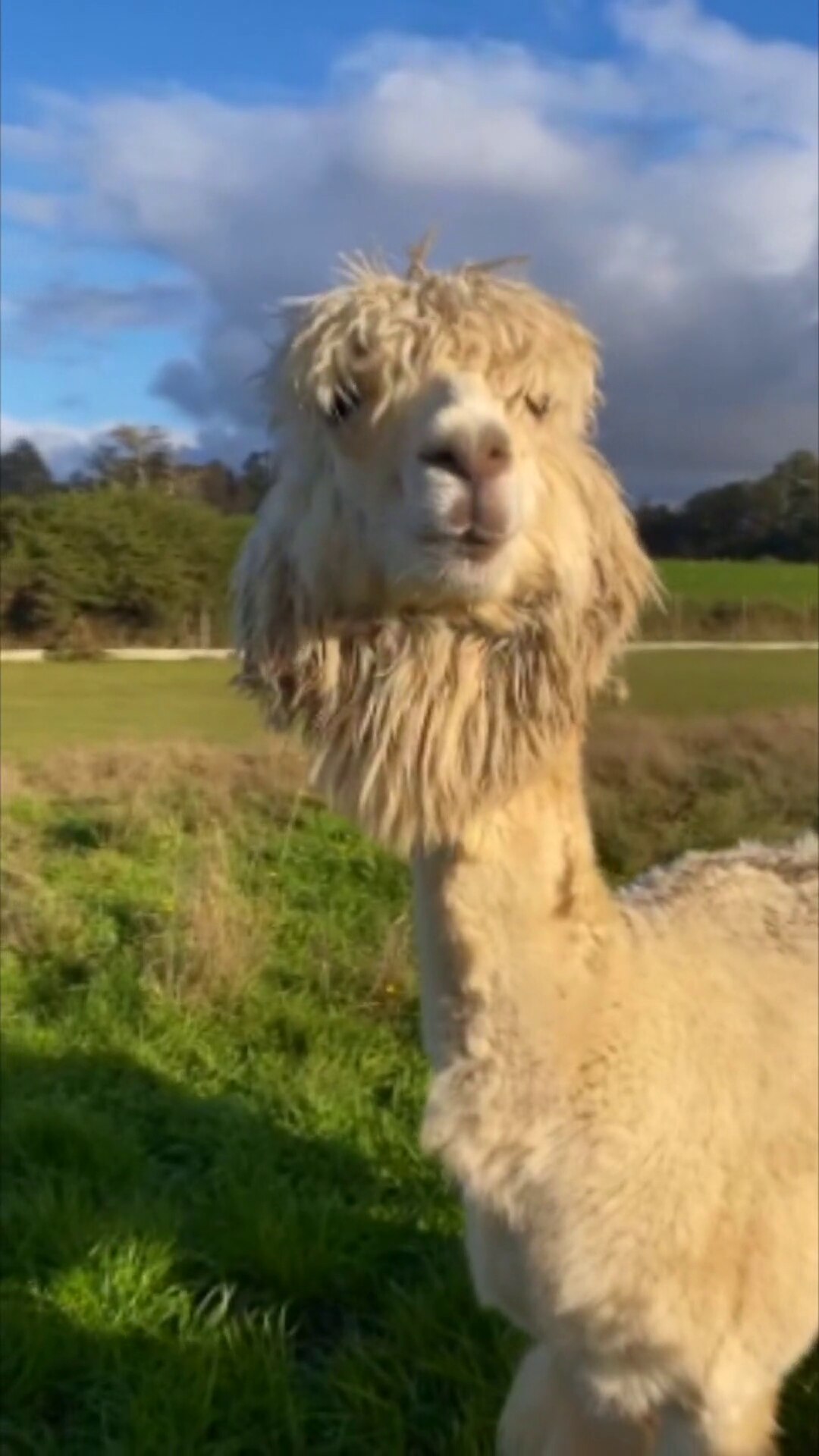 How Pedro the alpaca is helping to fight a deadly disease - ABC News