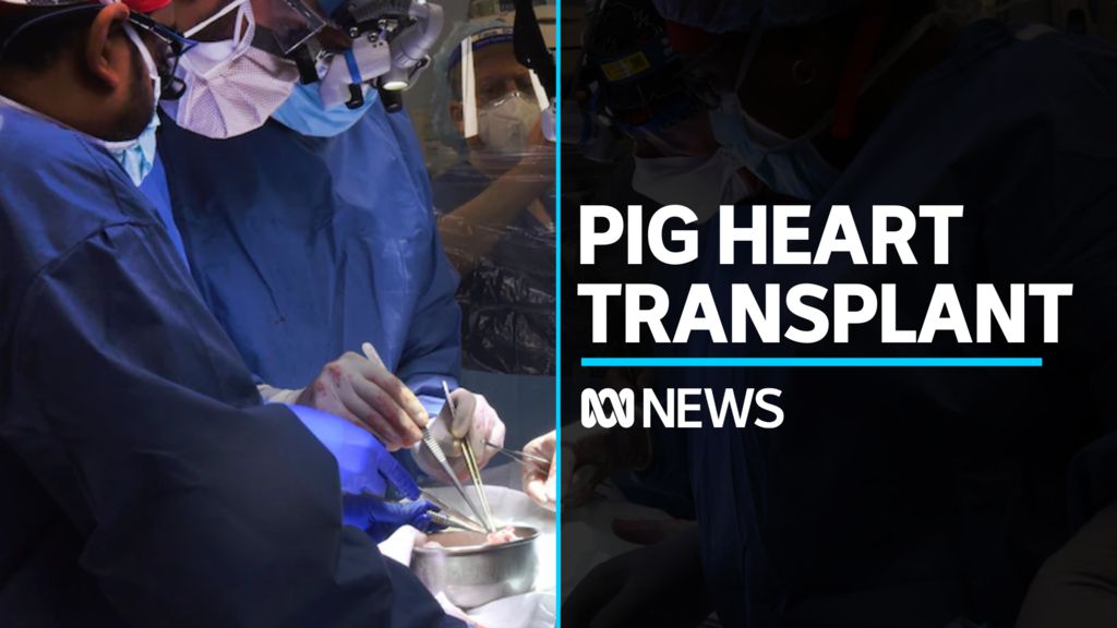Surgeons transplant genetically modified pig's heart into human patient ...