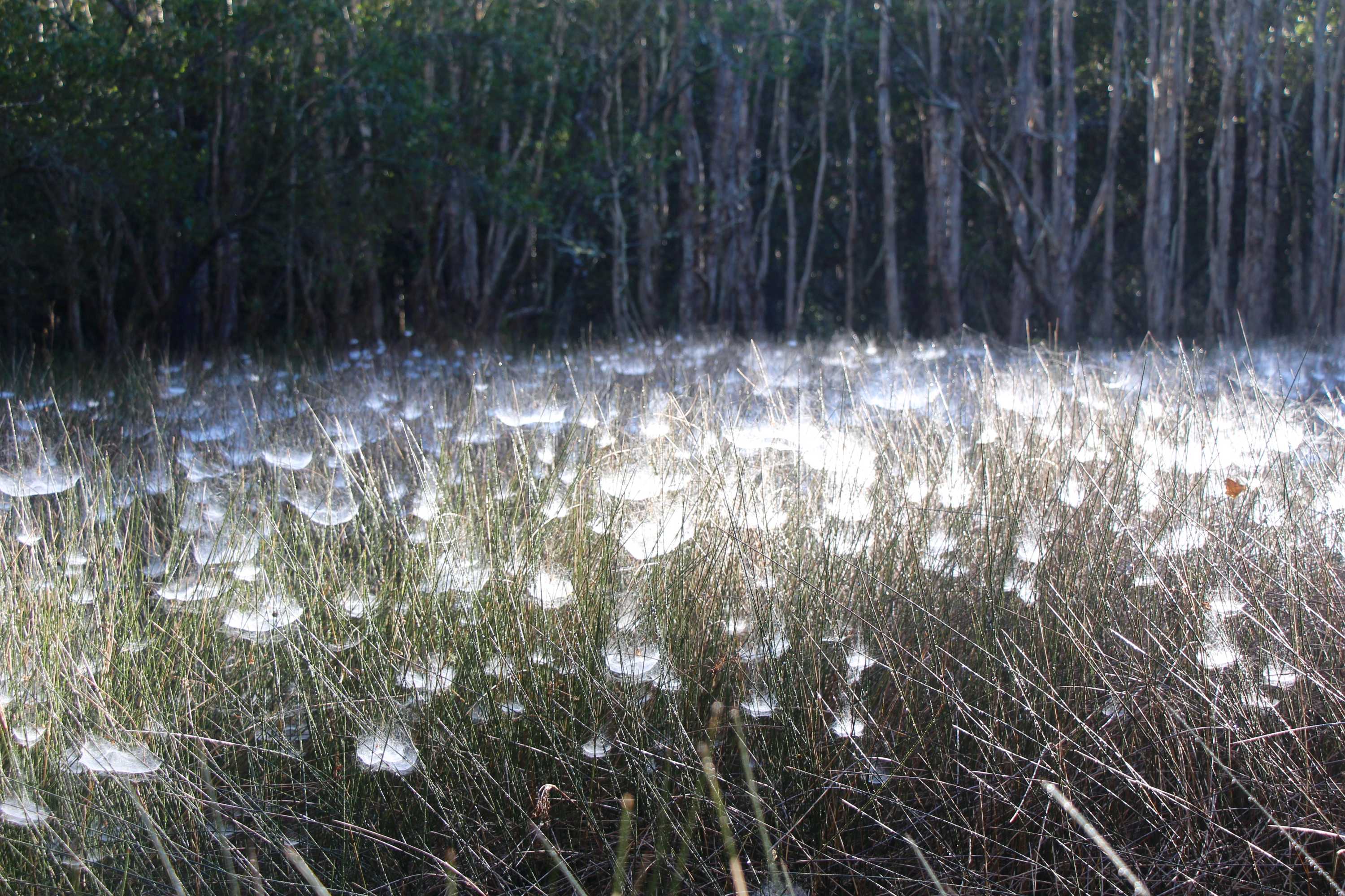 Spider web spectacle enthrals early morning walkers in nature reserve ...