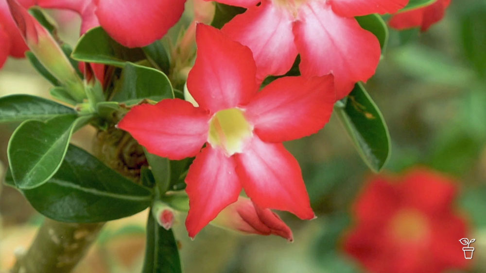 Desert Roses - Gardening Australia