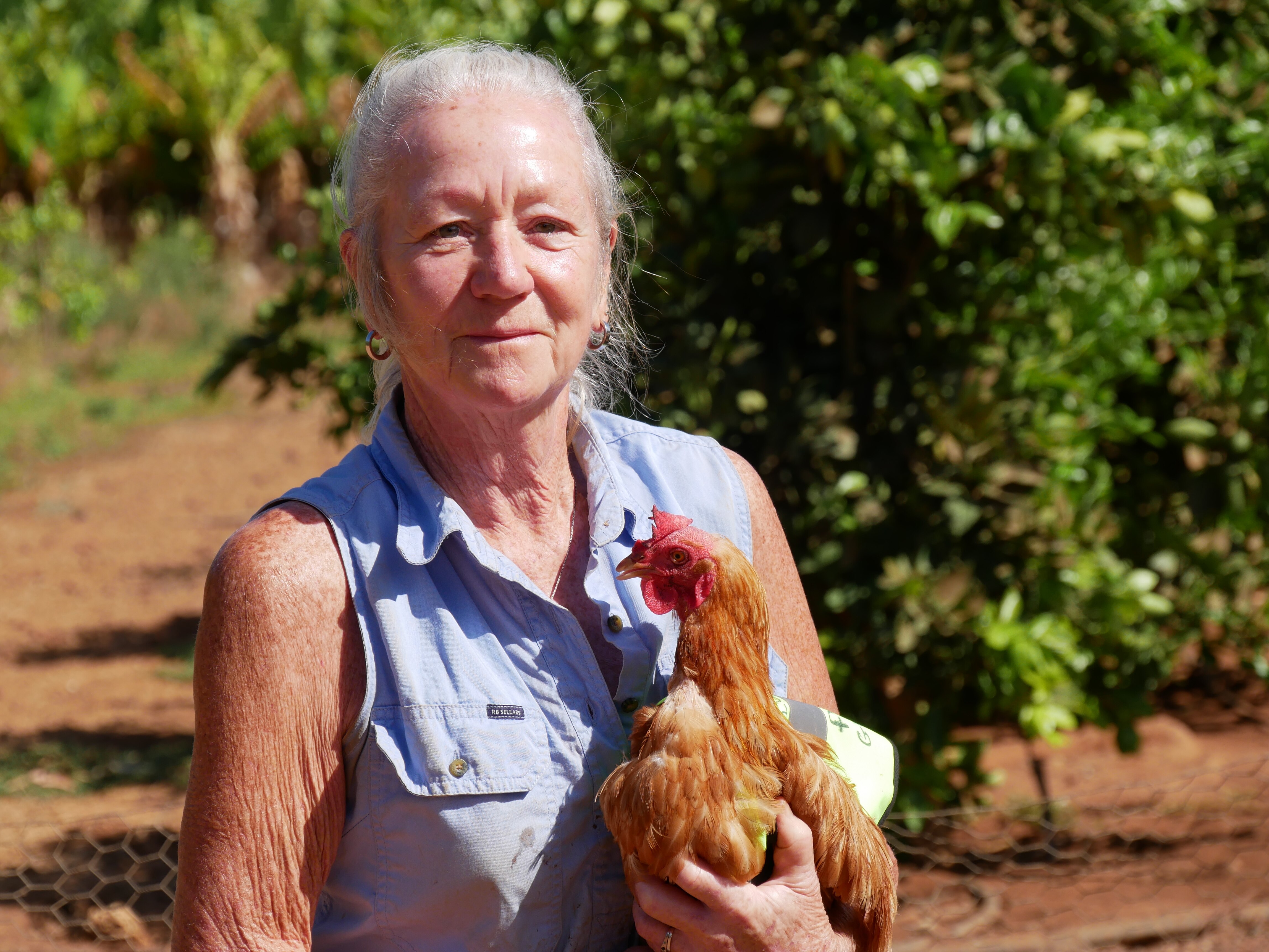 Organic farm entertains Carnarvon tourists with 'FIFO girls' chicken ...