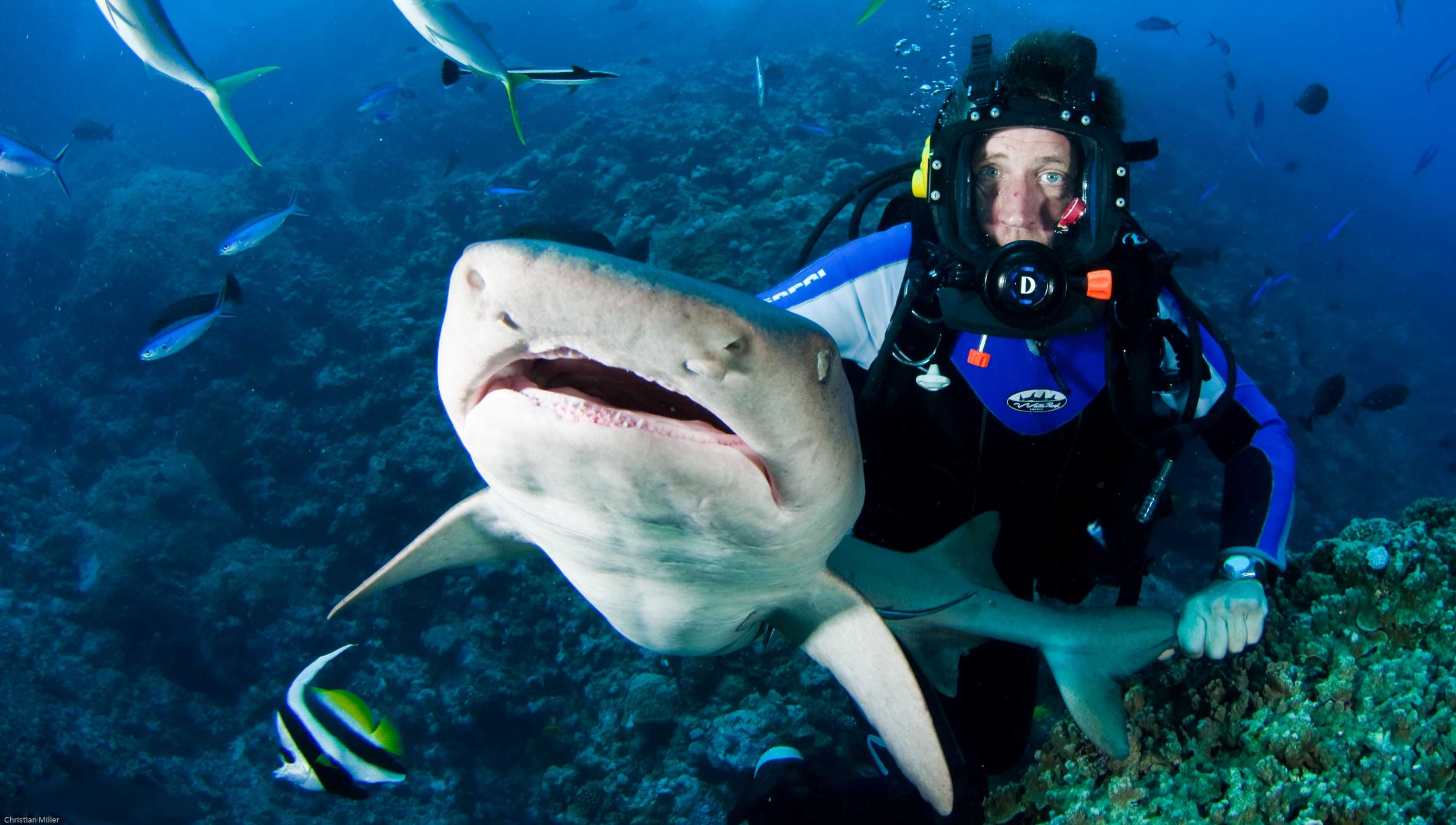 World-first shark study uses wearable technology to unlock eating ...