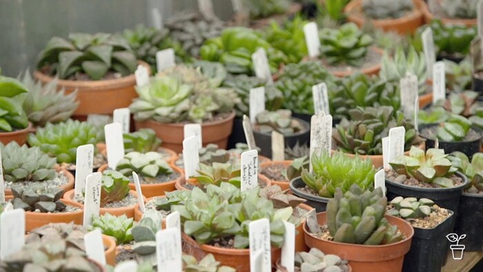 Cacti in the Crib - Gardening Australia