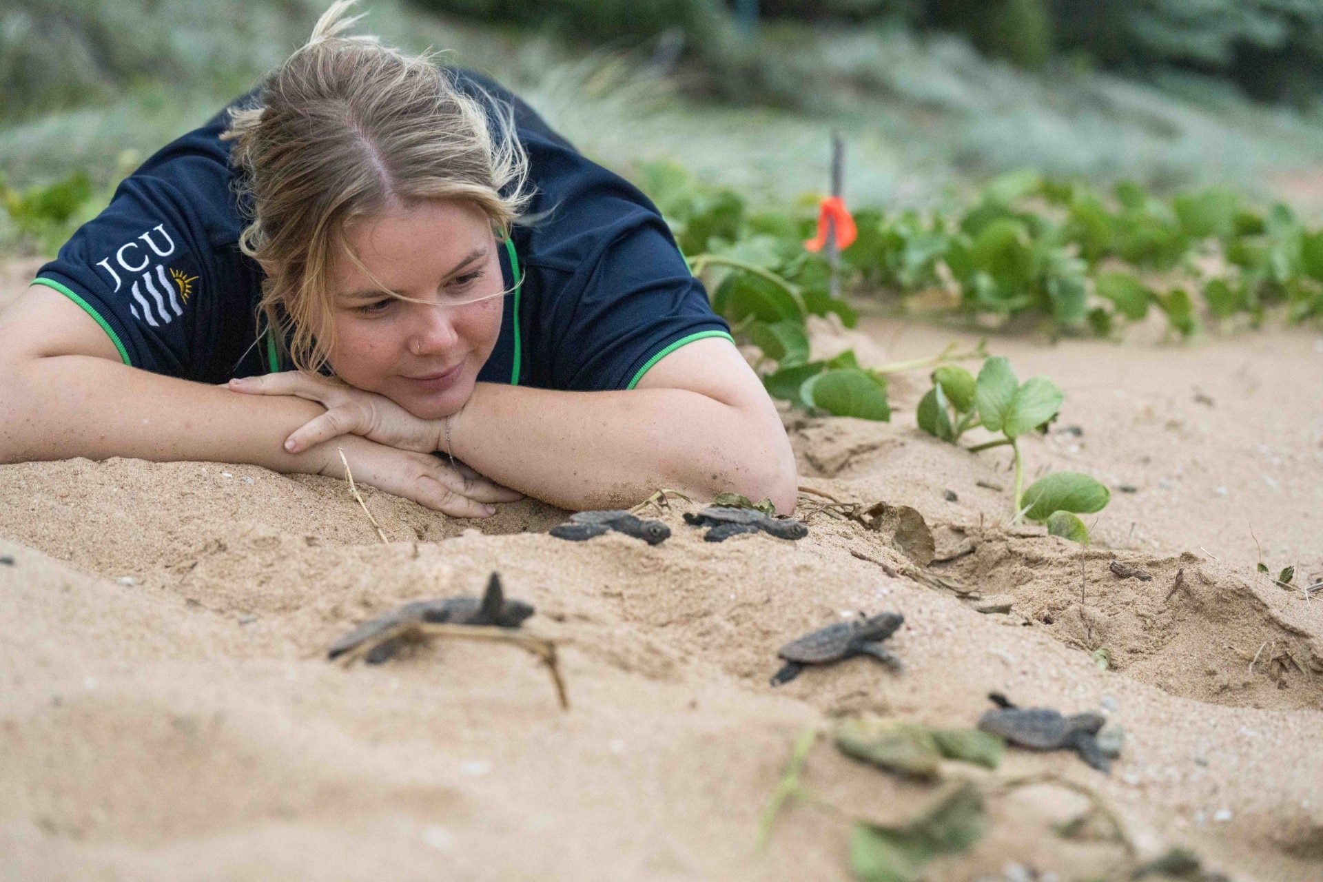 Thousands of baby green sea turtles head to sea after successful egg ...