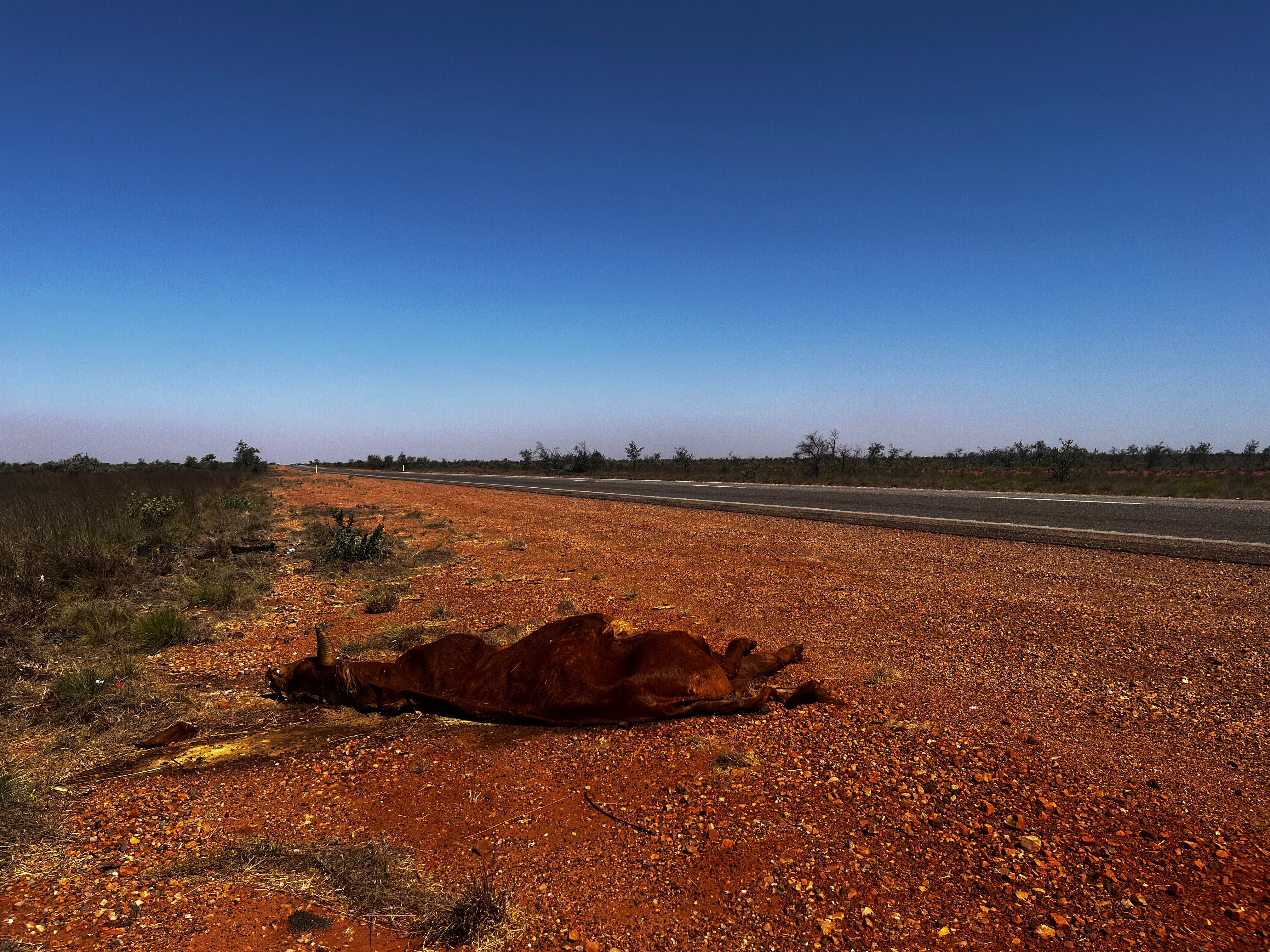 Pilbara family 'lucky to be alive' after hitting cow, flipping camper ...