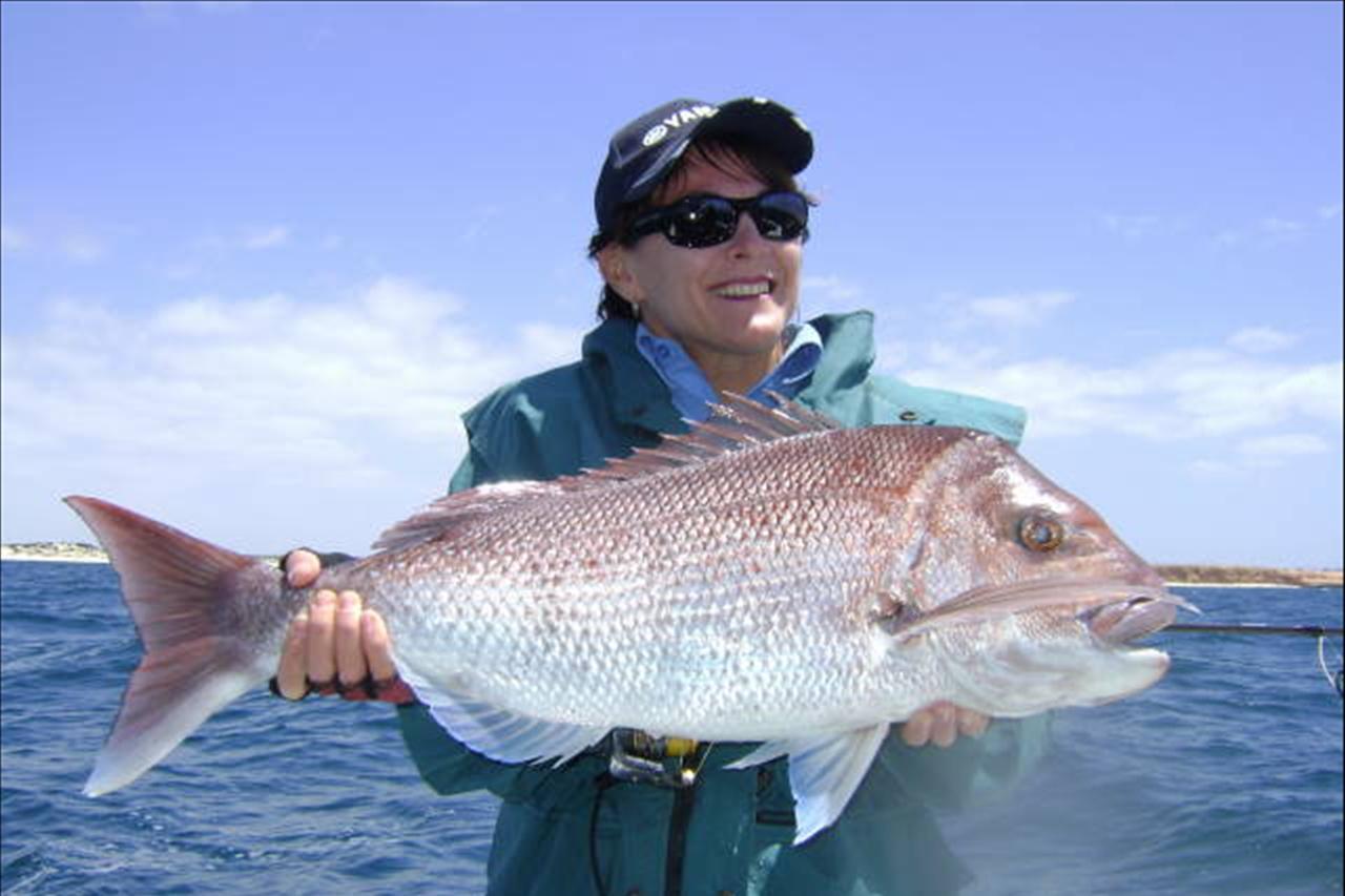 Crispy skinned Spencer Gulf snapper with cauliflower puree - ABC News