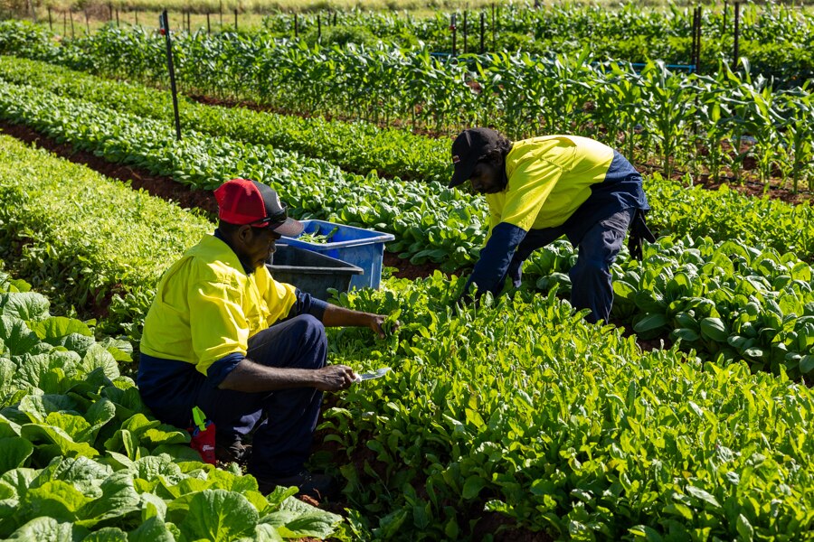ABC Rural - ABC News