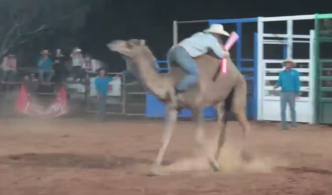 Camels become stars of outback Queensland's Dajarra Rodeo - ABC News
