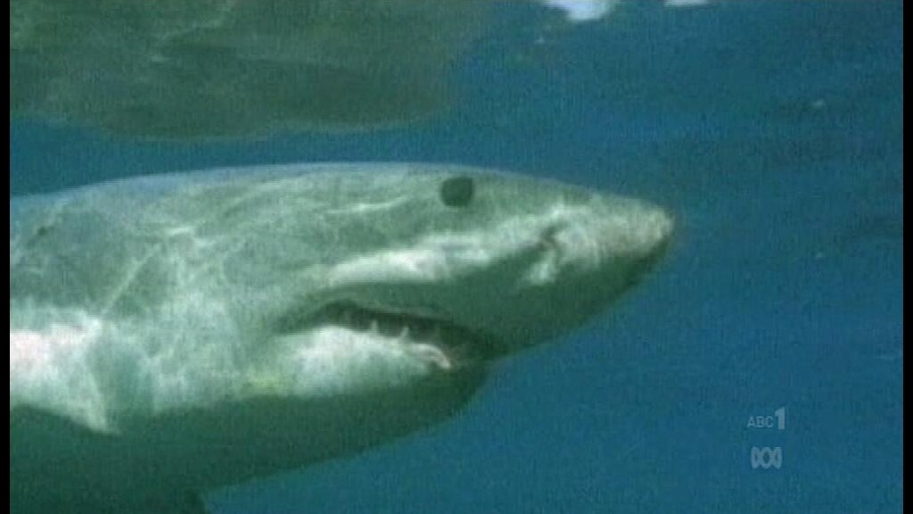 Nightlife featuring everything you wanted to know about sharks and was ...