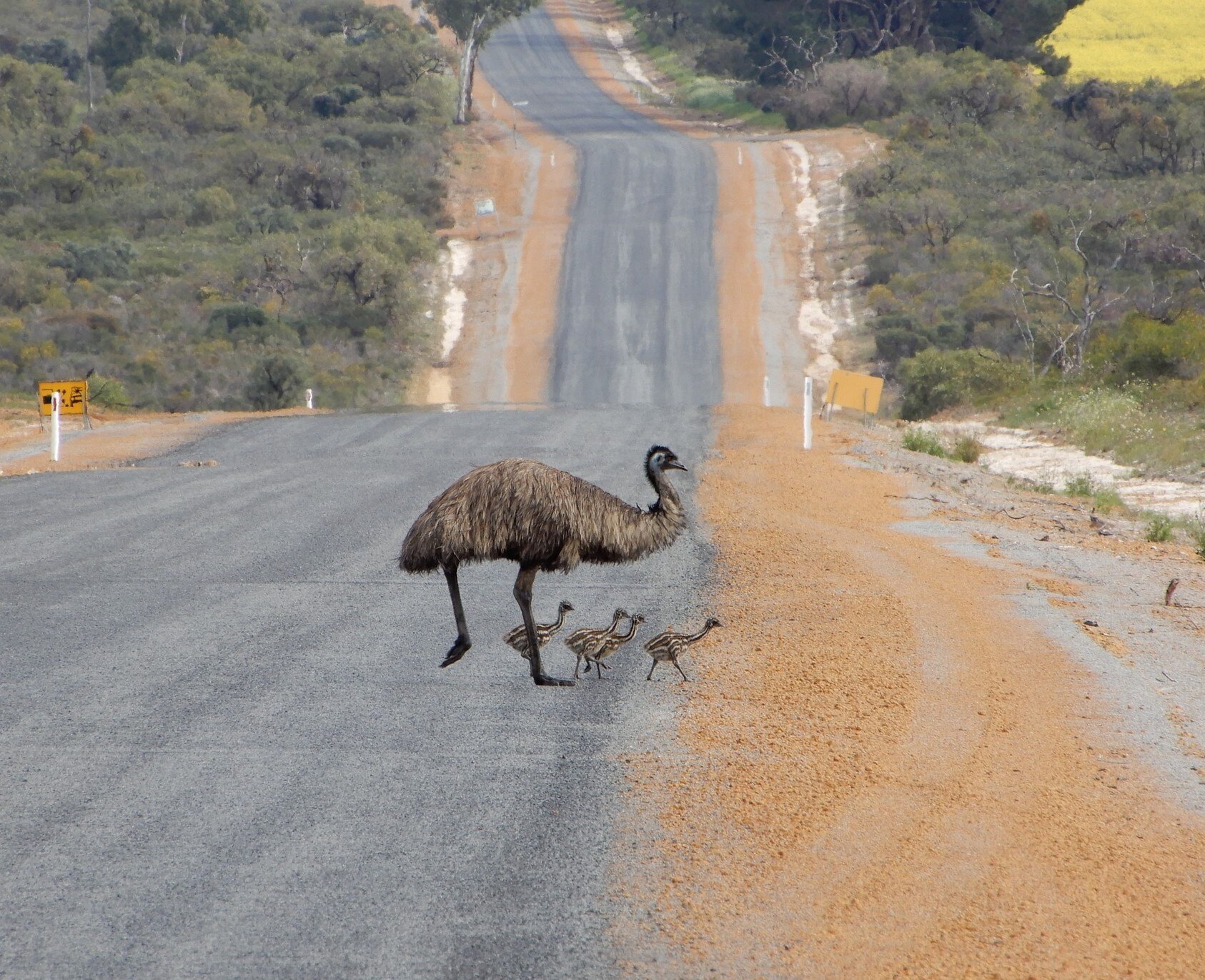 Farmhand dodges unexpected clutch of emu eggs in Western Australian ...