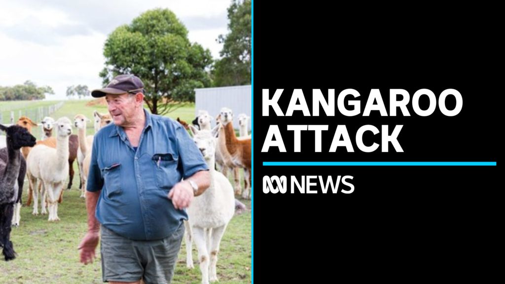 Kangaroo attack leaves 77-year-old alpaca breeder dead - ABC News