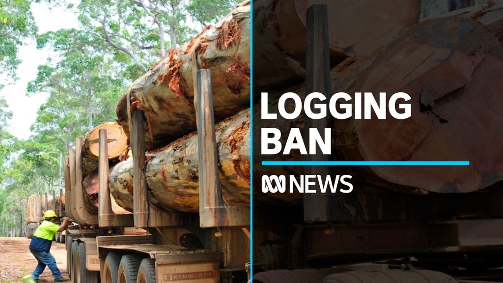 WA to ban logging of native forests from 2024 - ABC News
