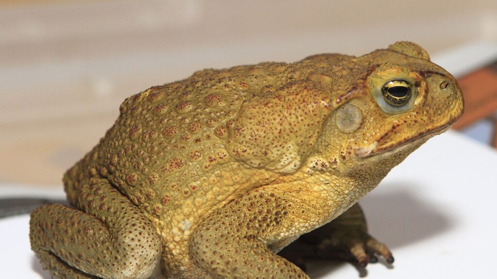 Cane toads impact on native wildlife worse than expected - ABC News