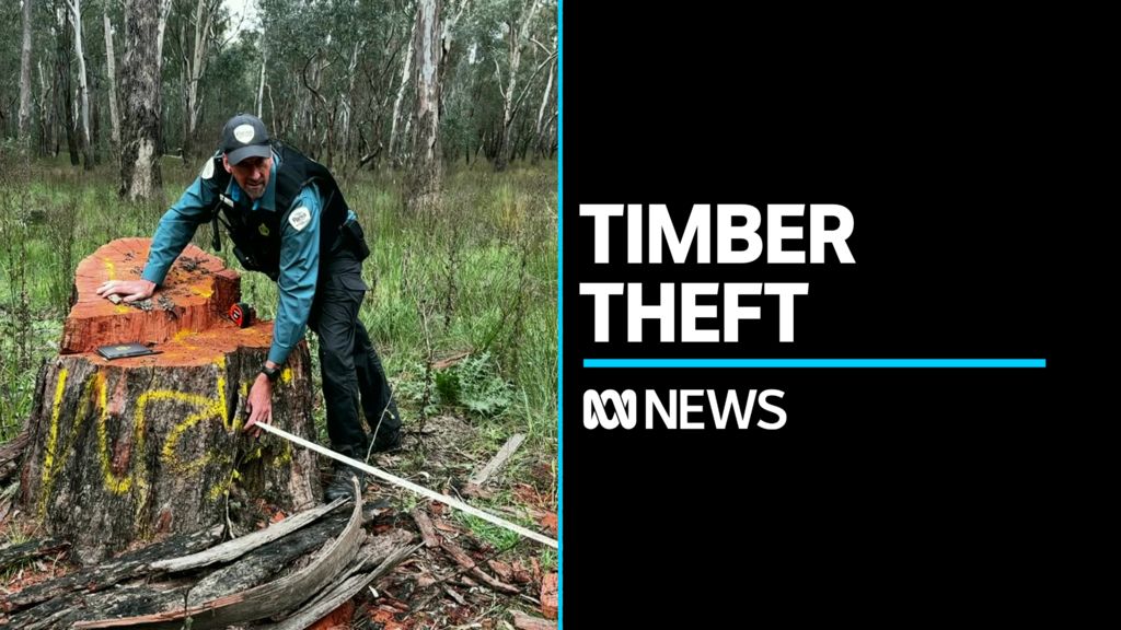 Authorities warn of organised, large-scale illegal logging - ABC News