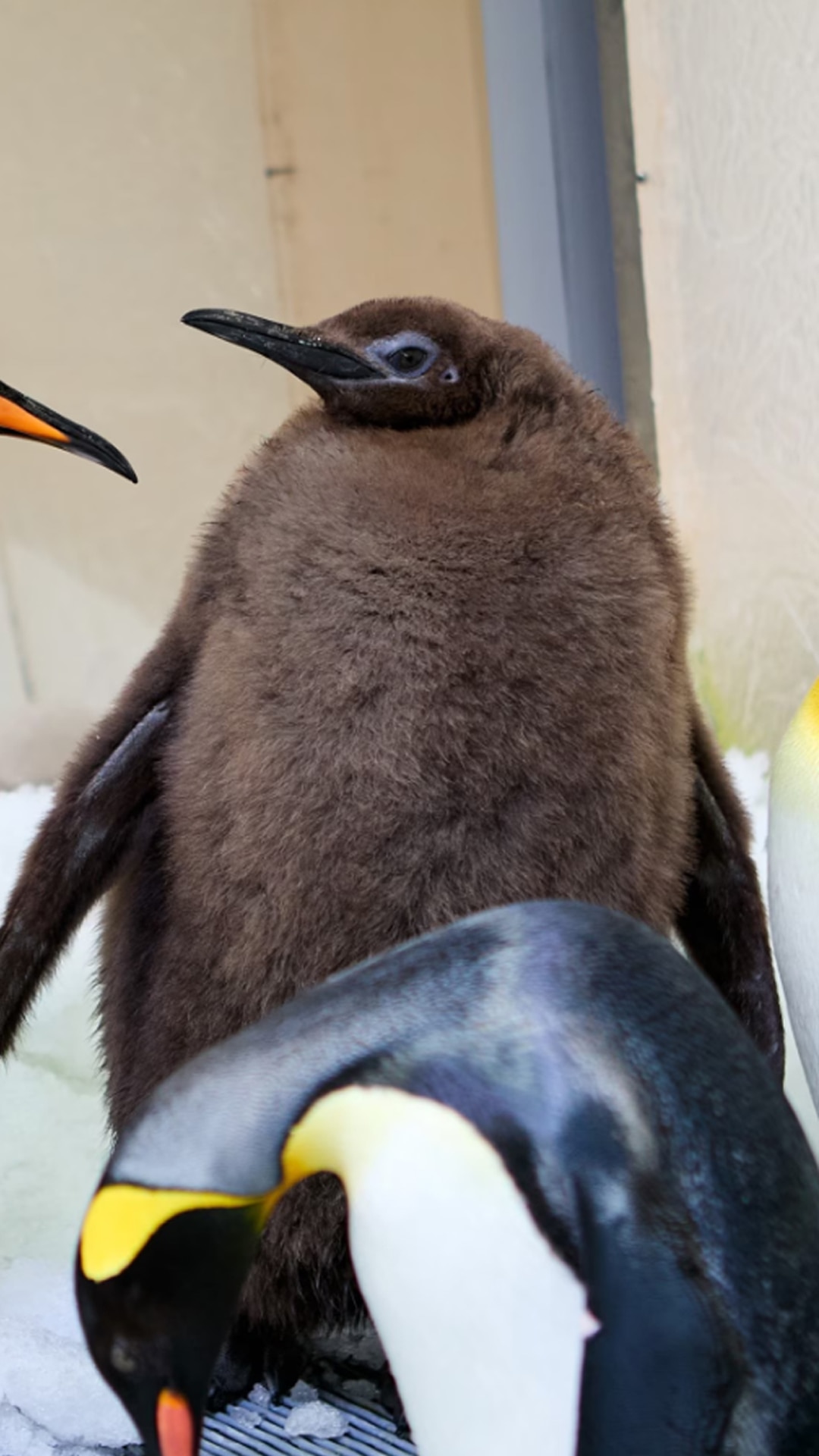 Why is Pesto the Penguin so big? - ABC News