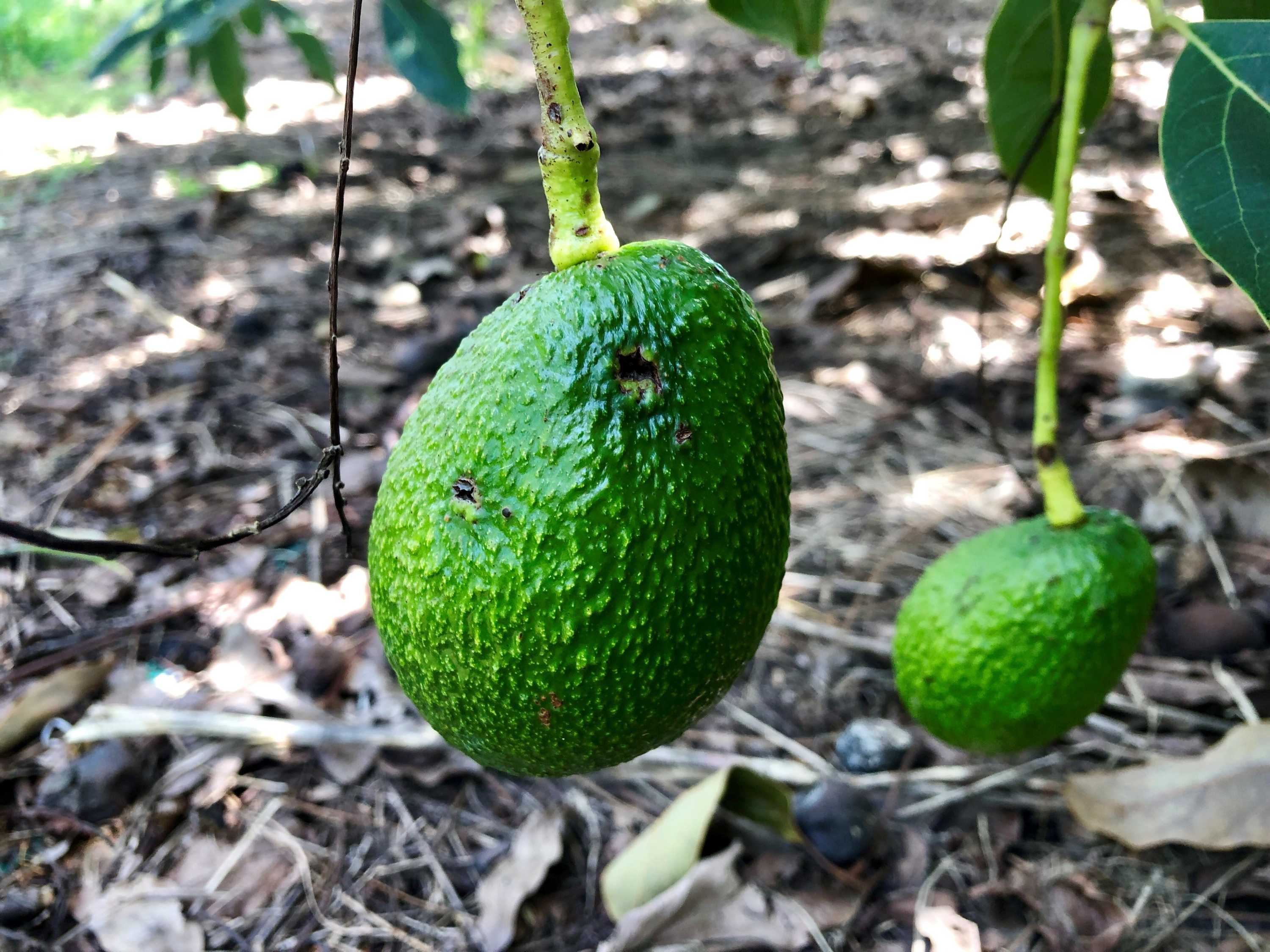 Avocado grower Brad Jonsson still counting costs after freak hail storm ...