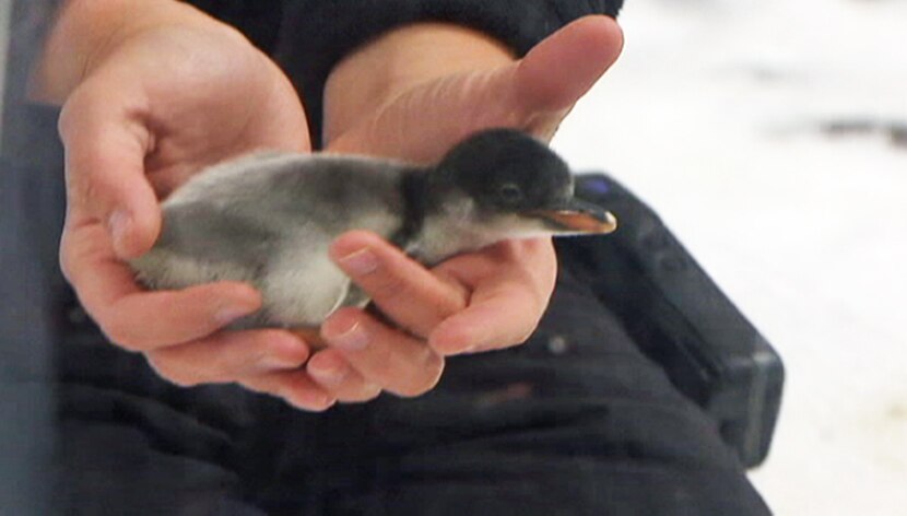 Baby penguins hatch at Melbourne Aquarium - ABC News